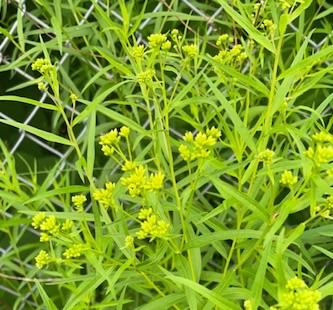 Flat-topped Goldenrod | Andy's Bird Blog