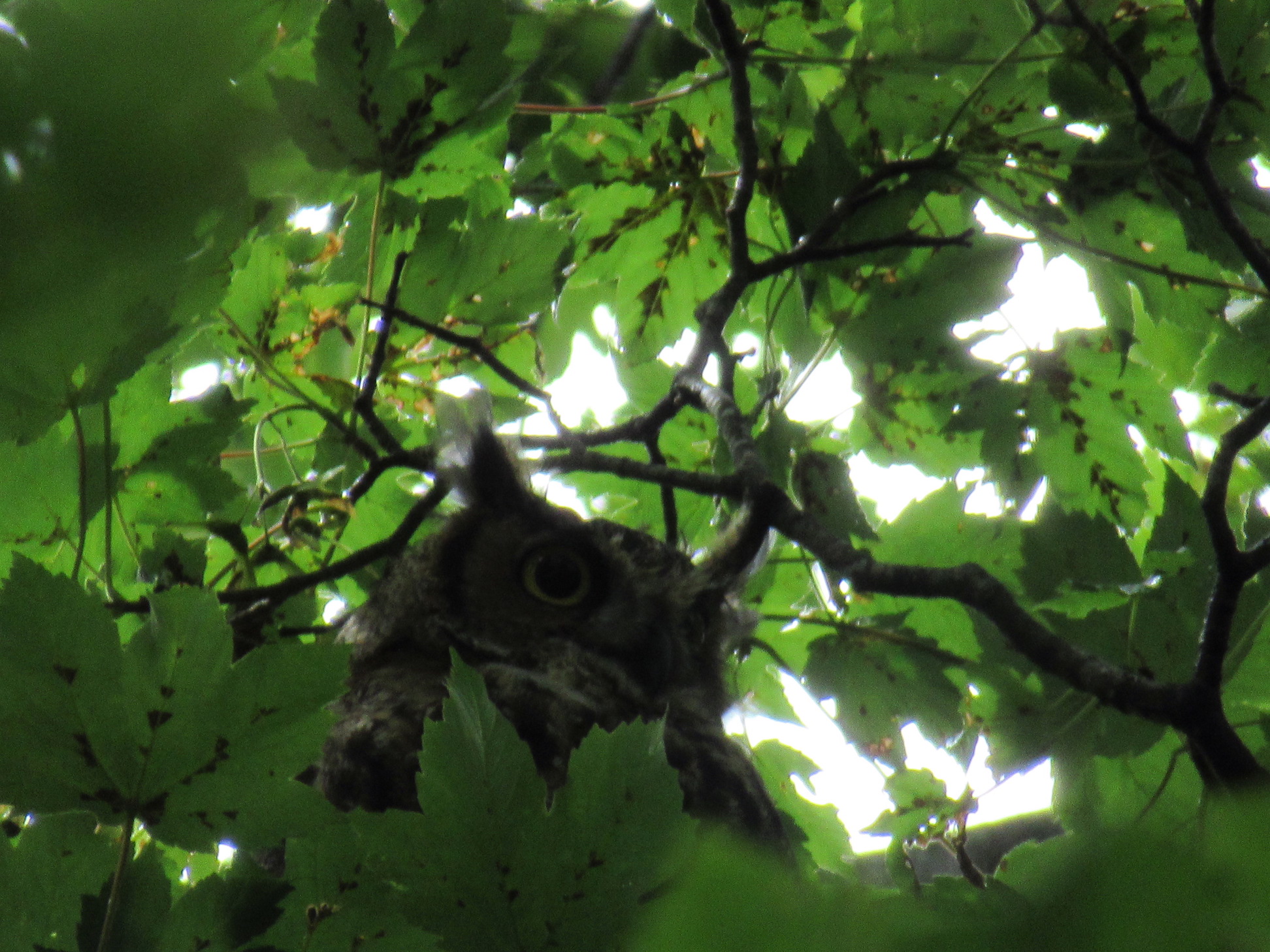 Owl Power | Andy's Bird Blog