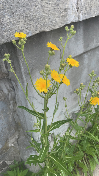 Perennial Sow Thistle | Andy's Bird Blog