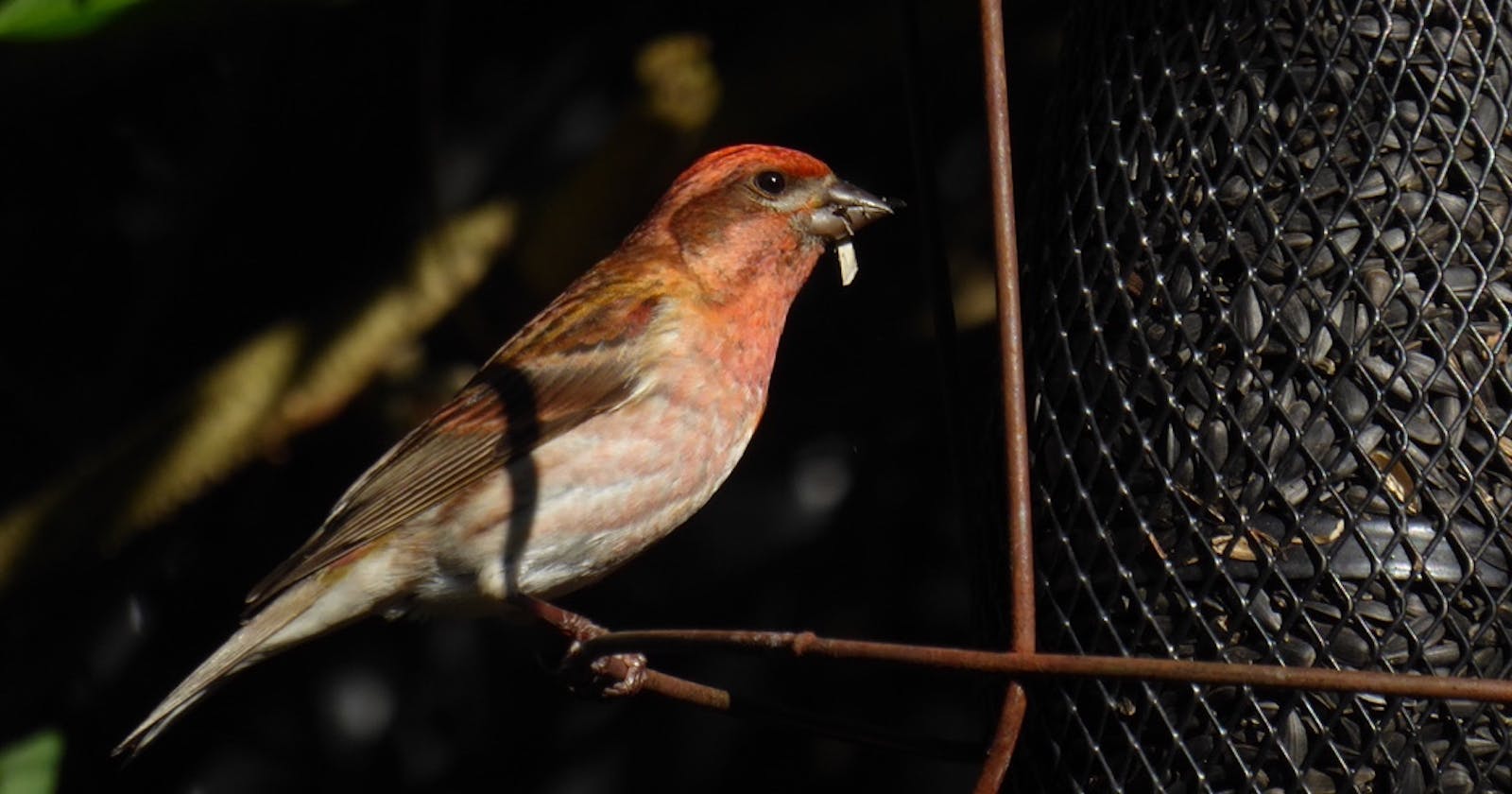 Warbled Songs | Andy's Bird Blog