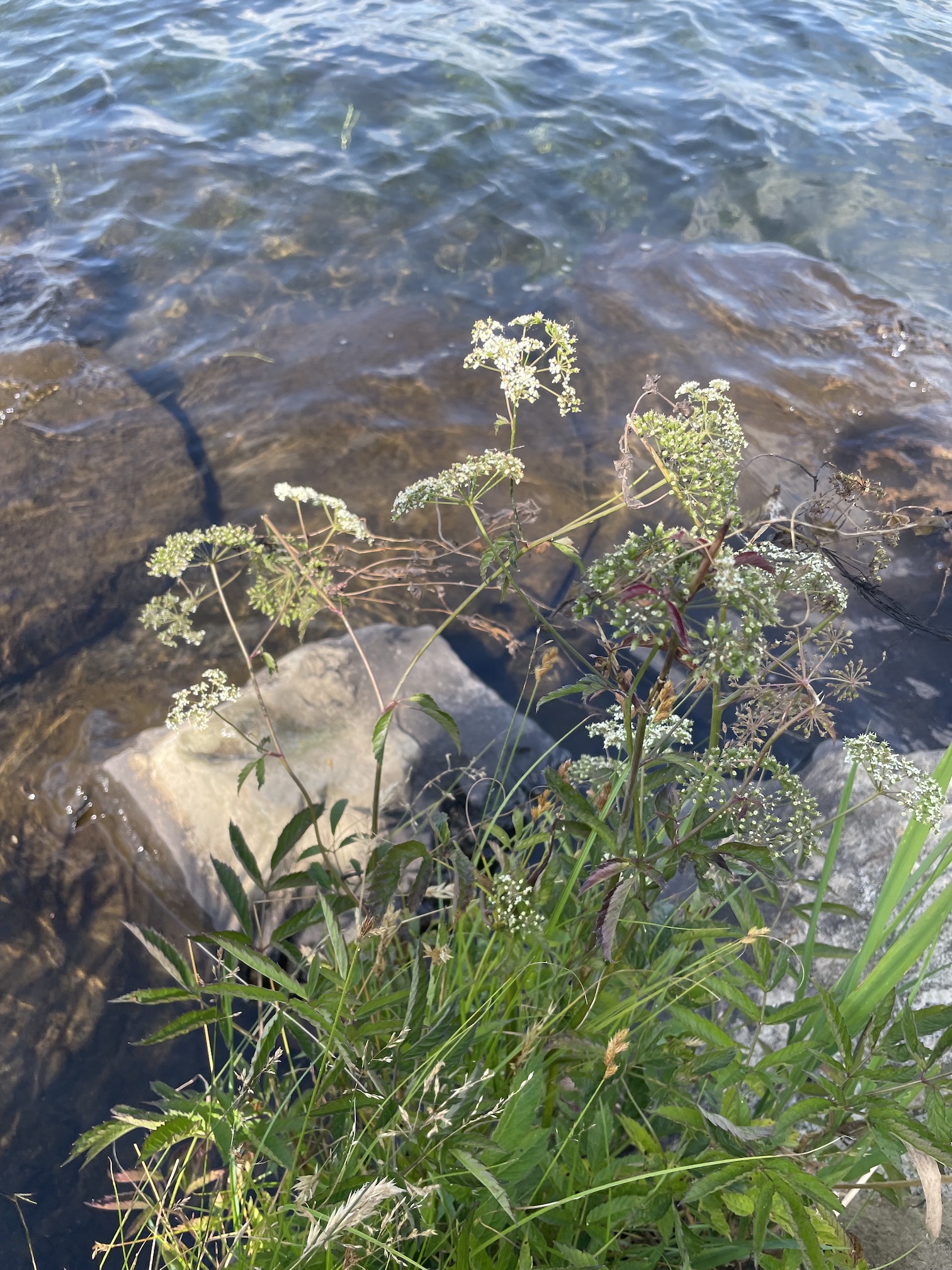 Found at last | Andy's Bird Blog