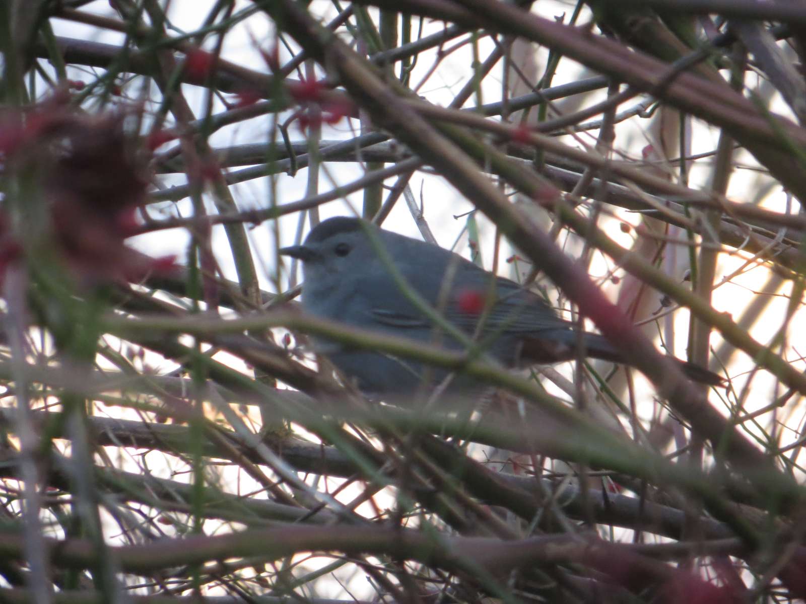 Mewing echoes of the crazy fall - Andy's Bird Blog